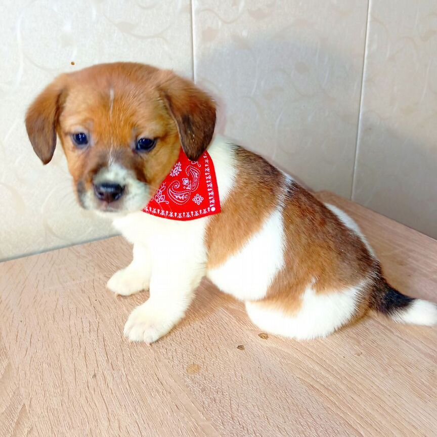 Джек-рассел-терьер, щенок