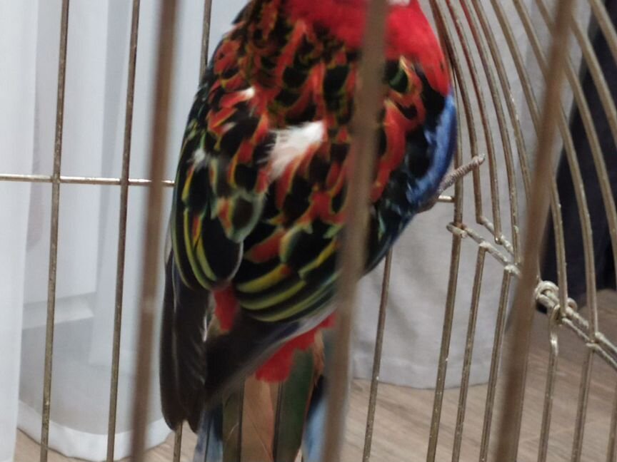 Попугай розелла