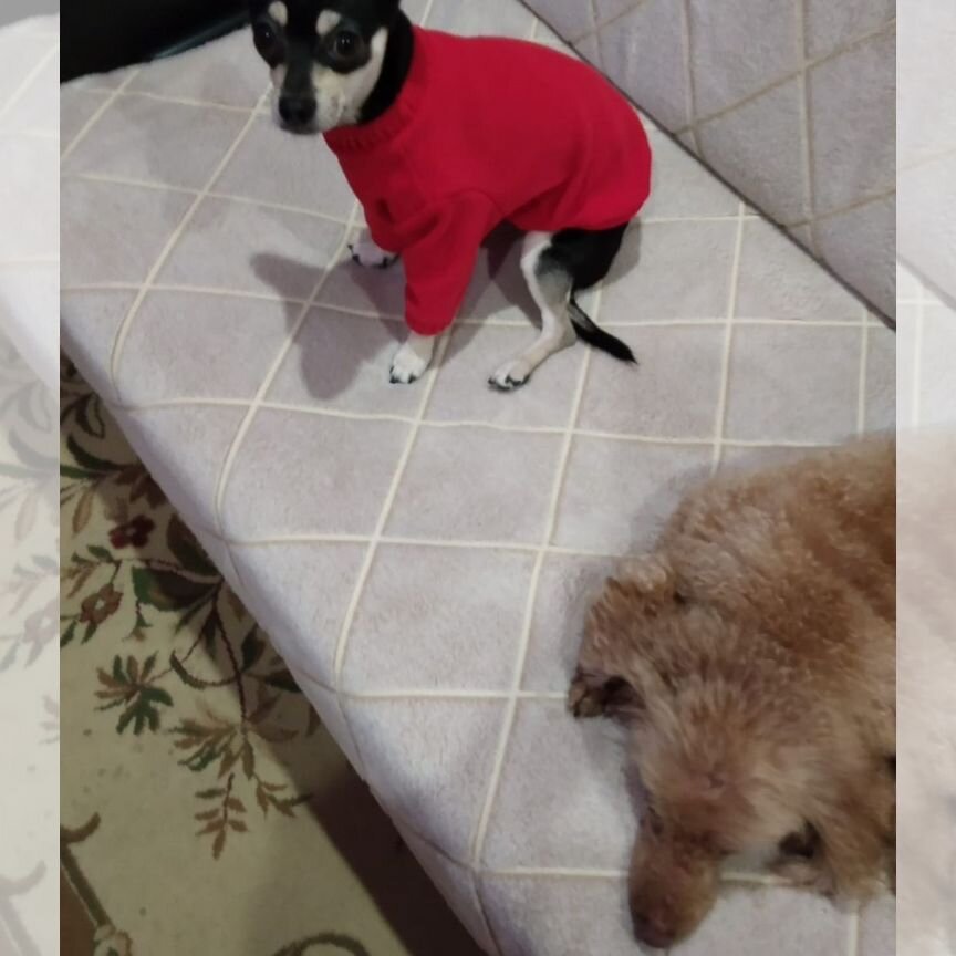 Передержка животных