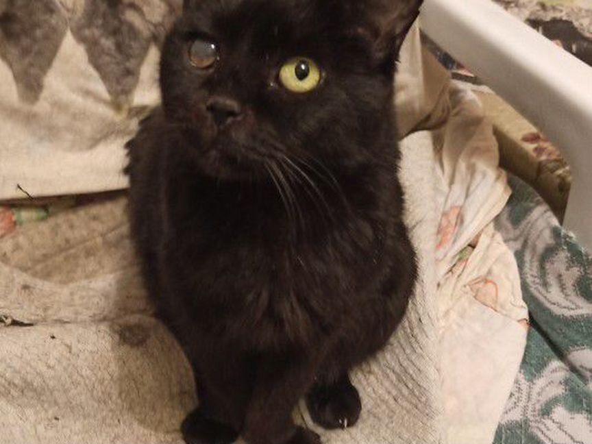 Кошка Сара