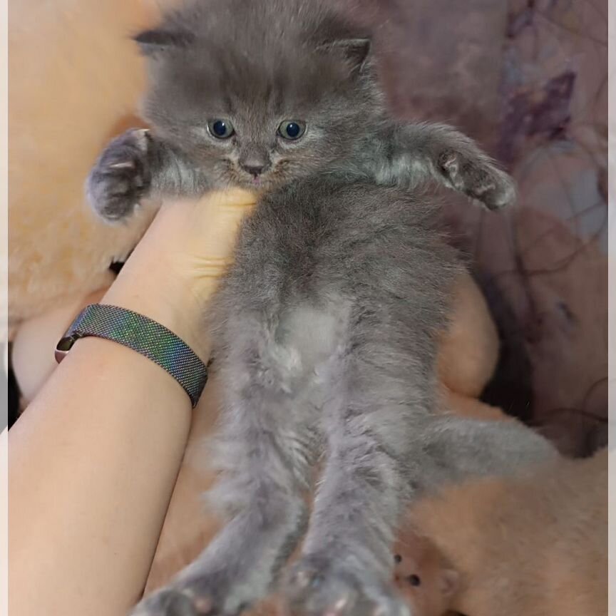 Продаются котята