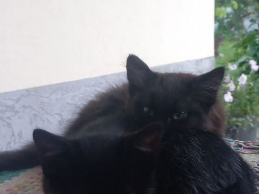 Котята и кошка