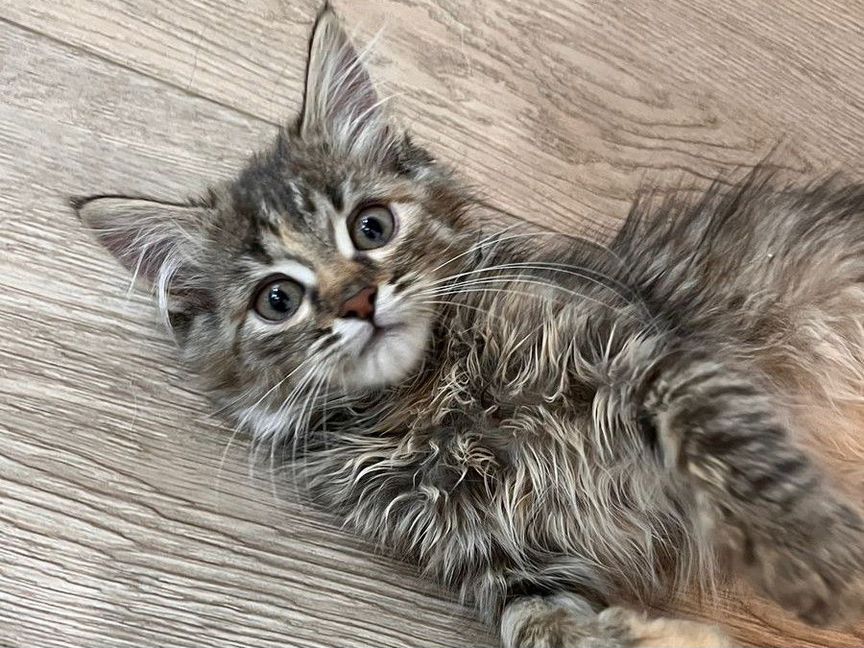 Котенок-девочка, 1,5 месяца в дар