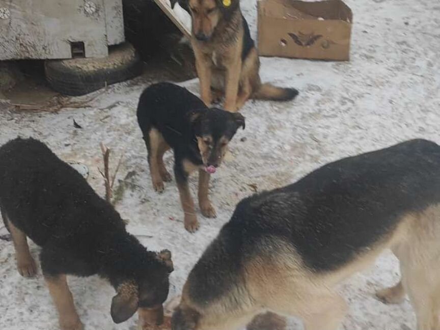 Щенки бесплатно