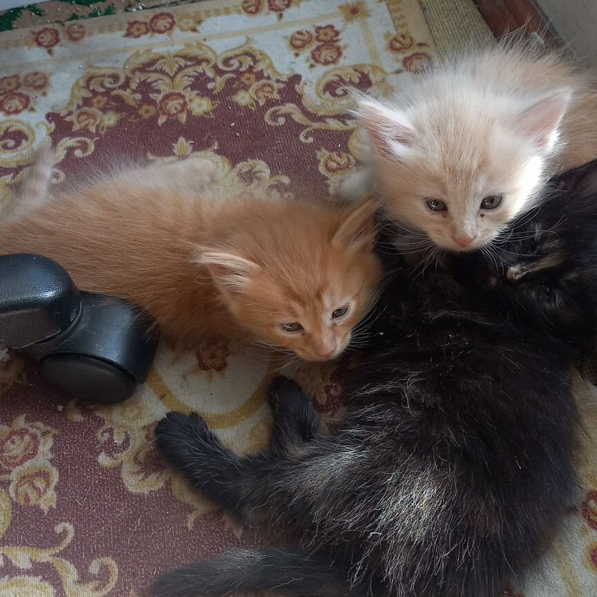 Отдам в добрые руки