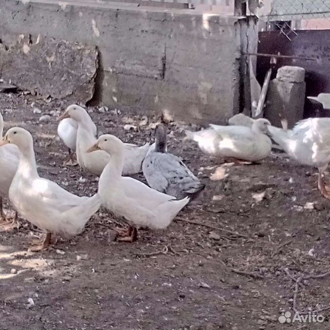 Гусь муларды утки