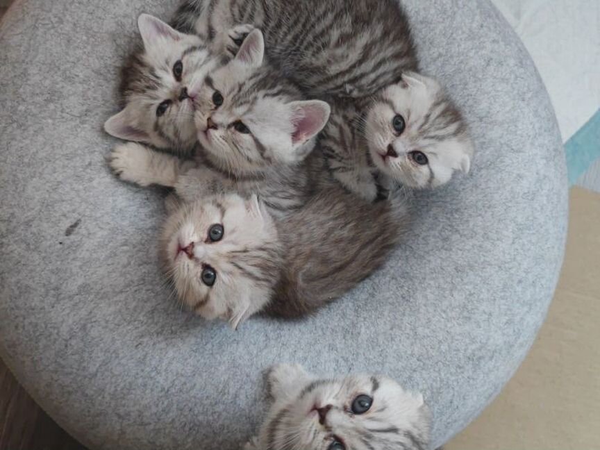 Шотландские вислоухие котята