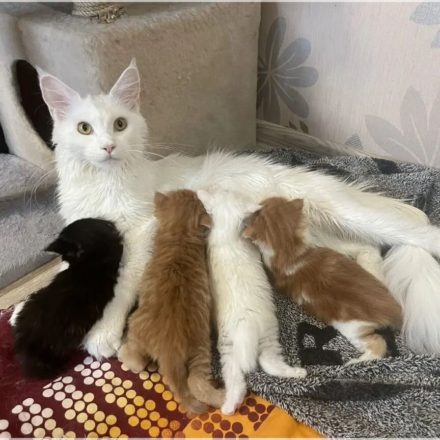 Мейн-кун котёнок