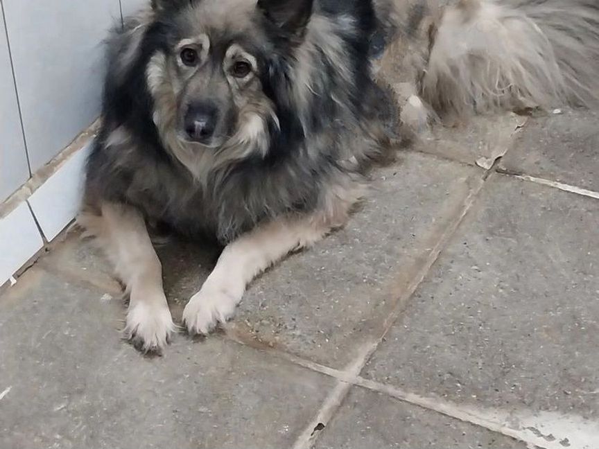 Собака, его связали проволокой и бросили в снег