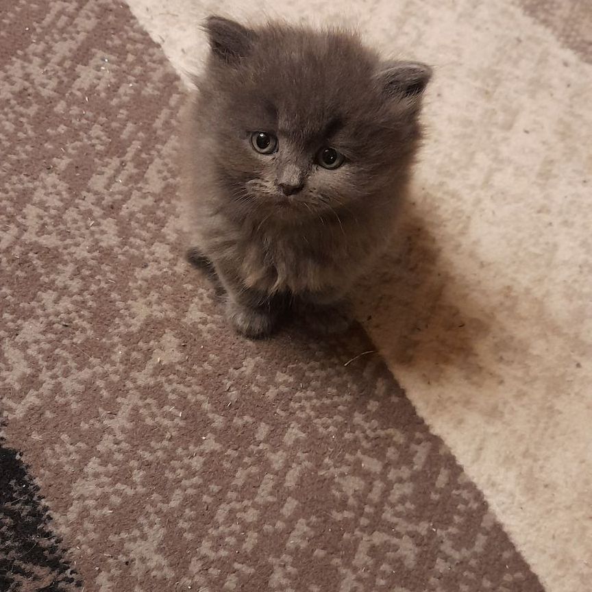 Британские котята