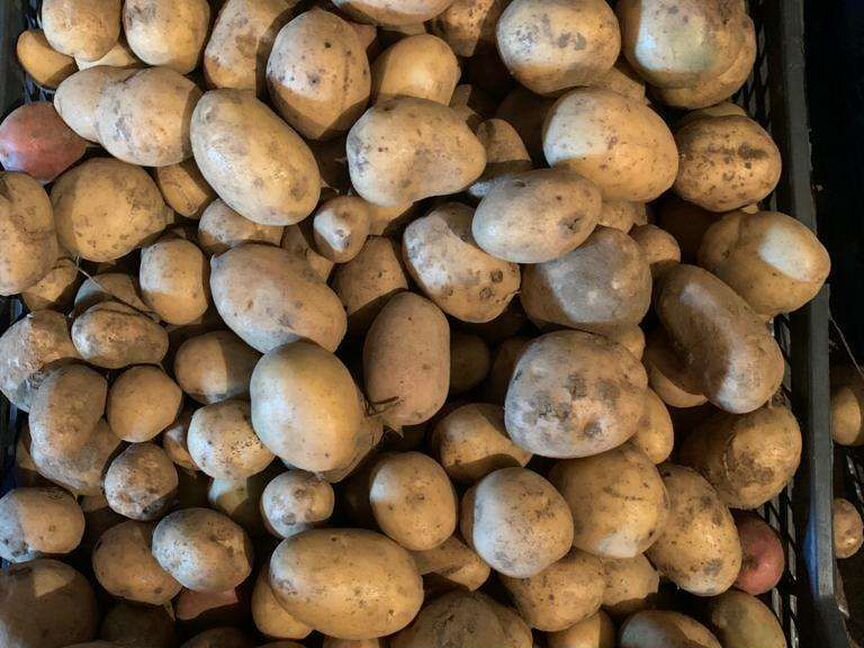 Картофель для животных