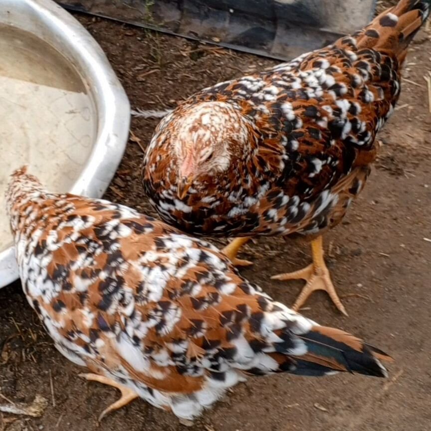 Инкубационное яйцо кур