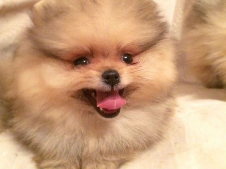 Шпиц миниатюра