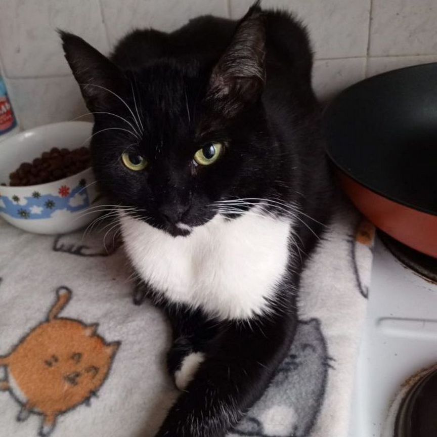 Чудесный котик ищет дом