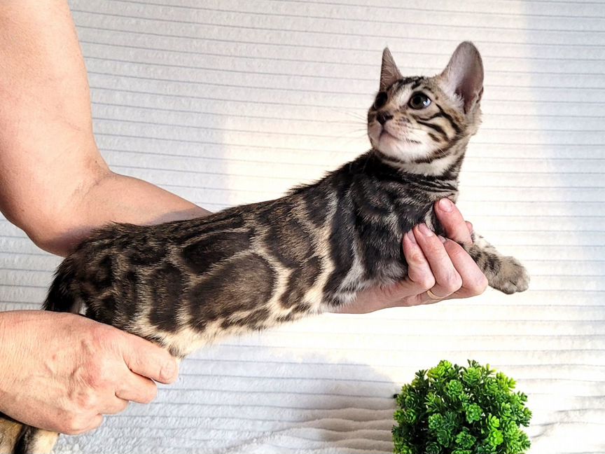 Красивые котята с документами