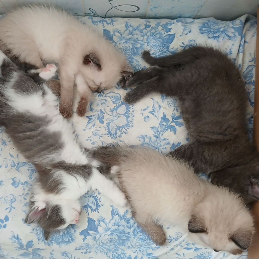 Котята