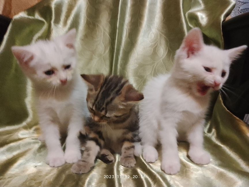 Котята