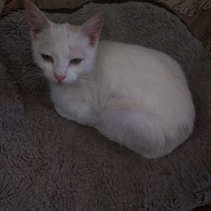 Кошки в добрые руки