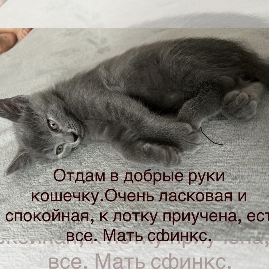Котенок от кошки сфинкс