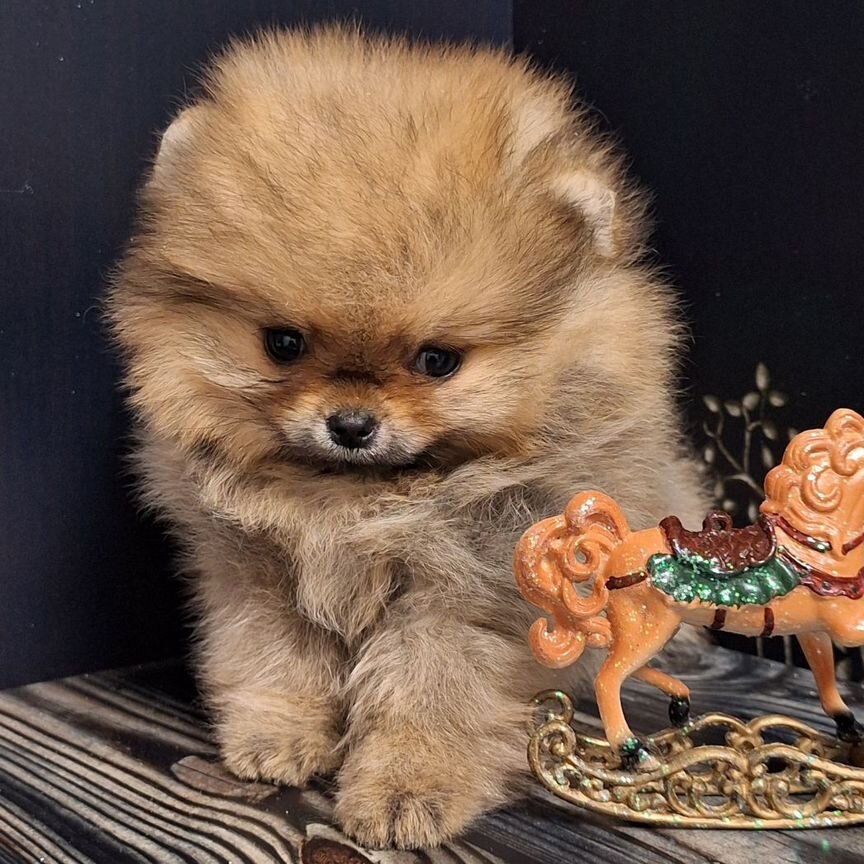 Померанский шпиц, щенок