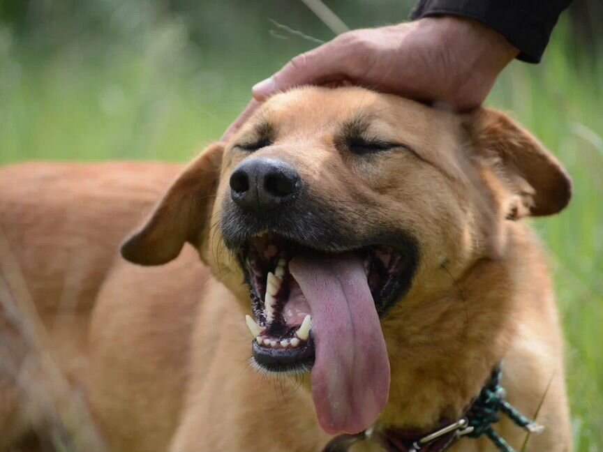 Возьмите шикарного Рика домой