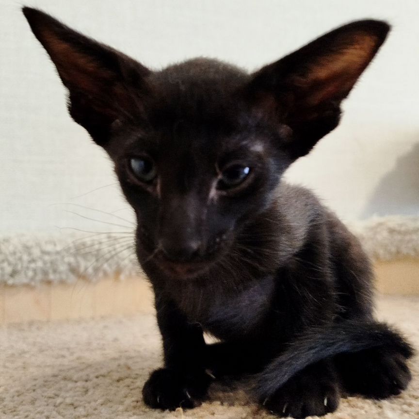 Ориентальный котёнок