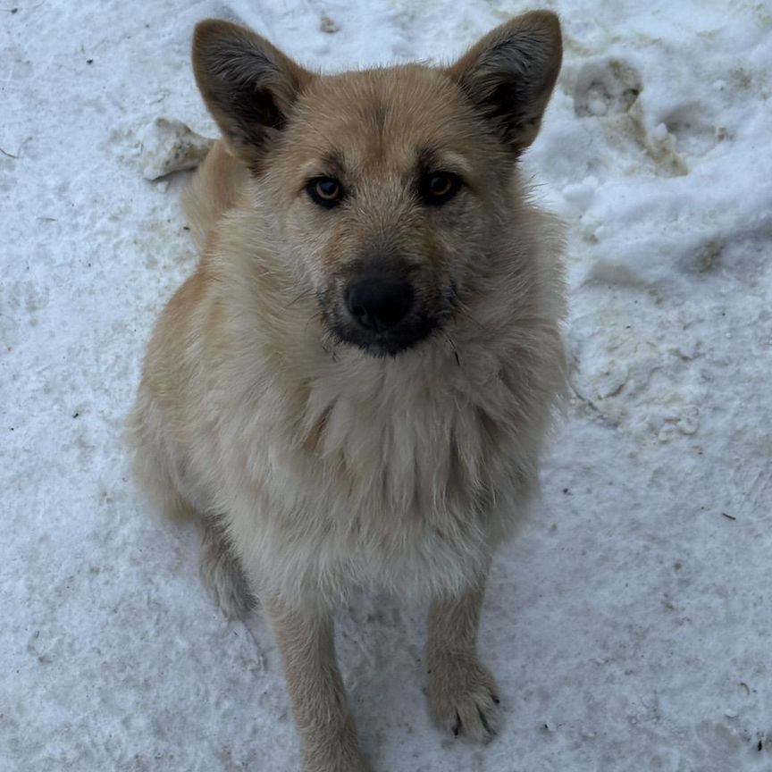Взрослая собака в добрые руки