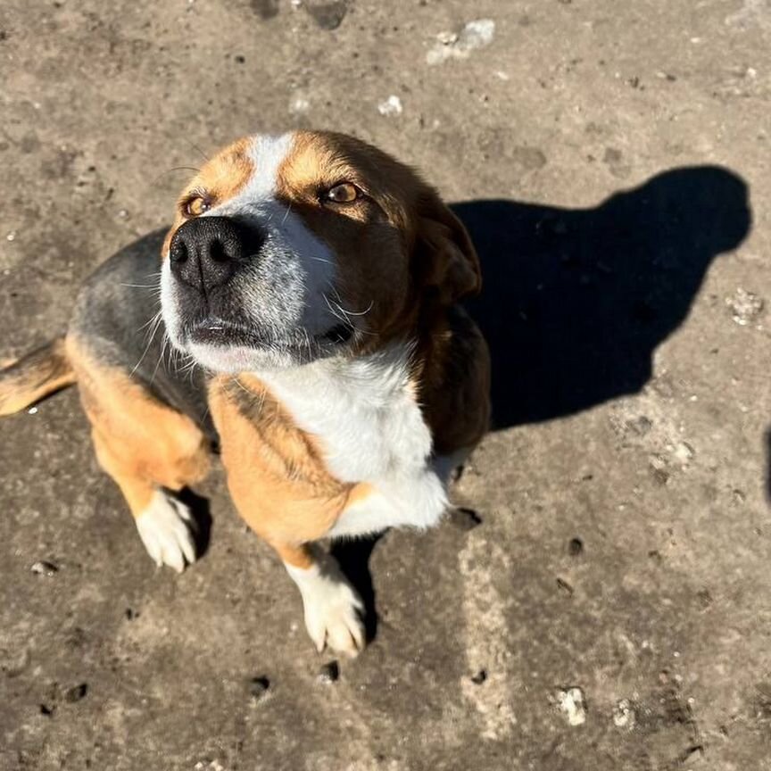 Русская гончая