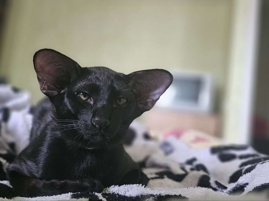 Ориентальные котята