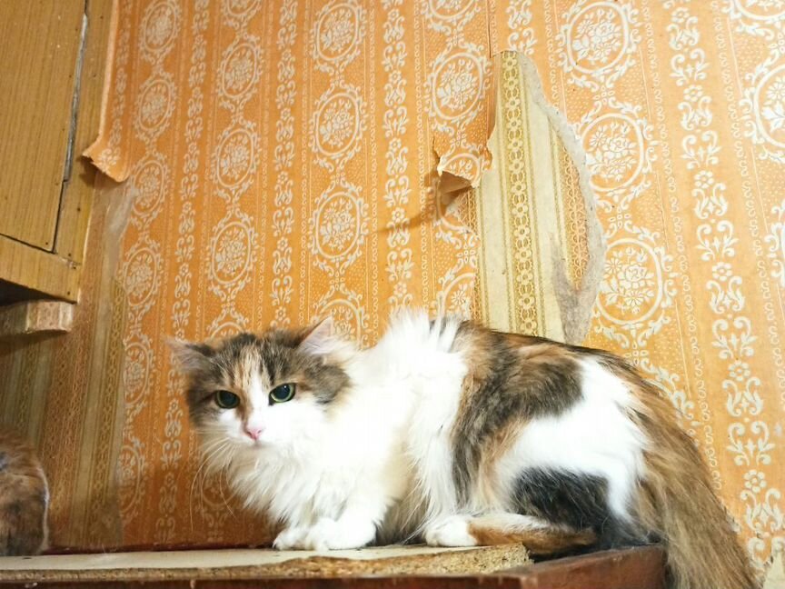 Кошка