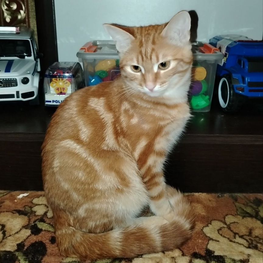 Рыжий котенок 5 месяцев в добрые руки