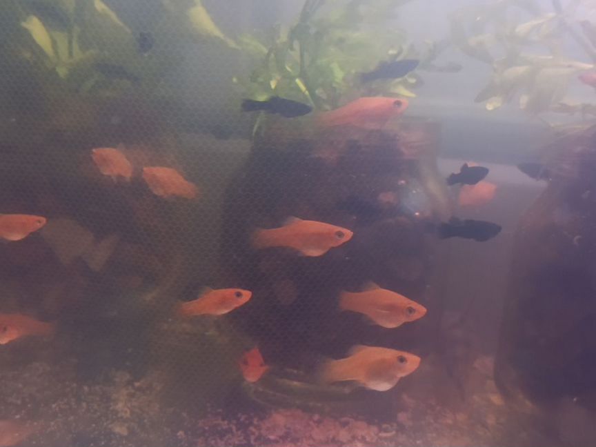 Мальки меченосца