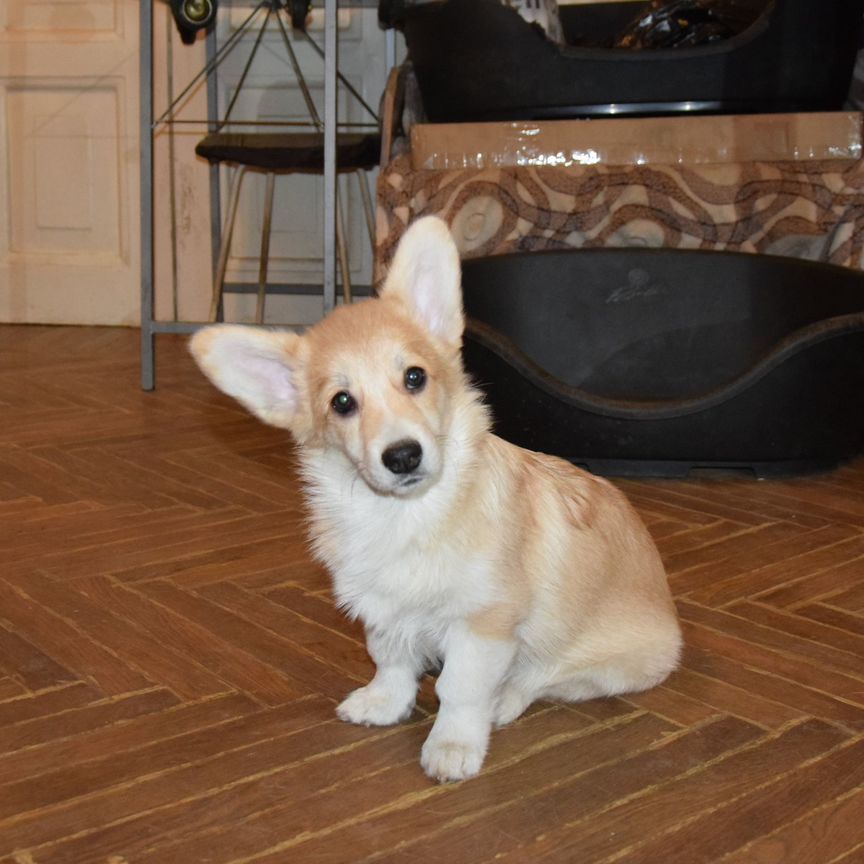 Вельш Корги Пемброк, щенок