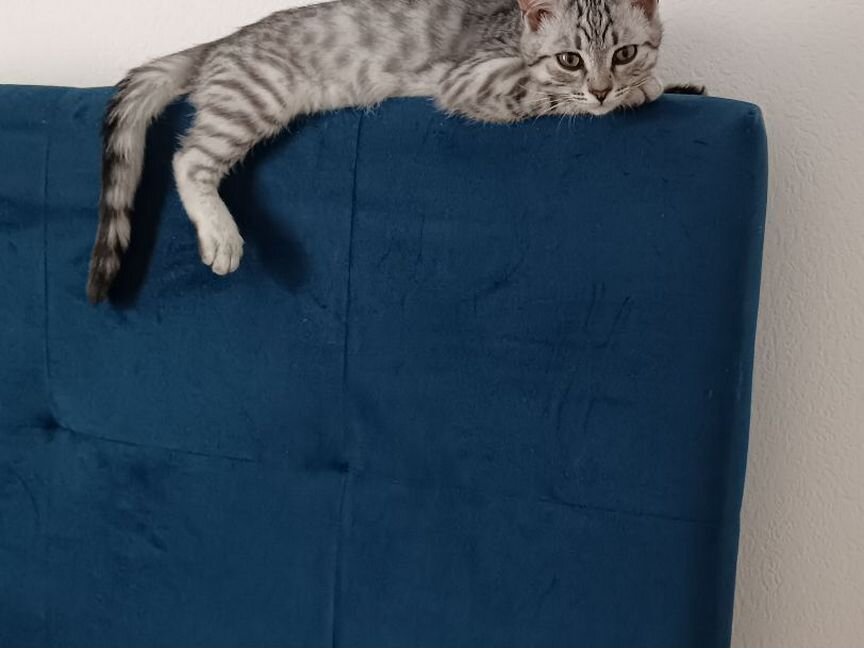 Котята в добрые руки приучены к лотку