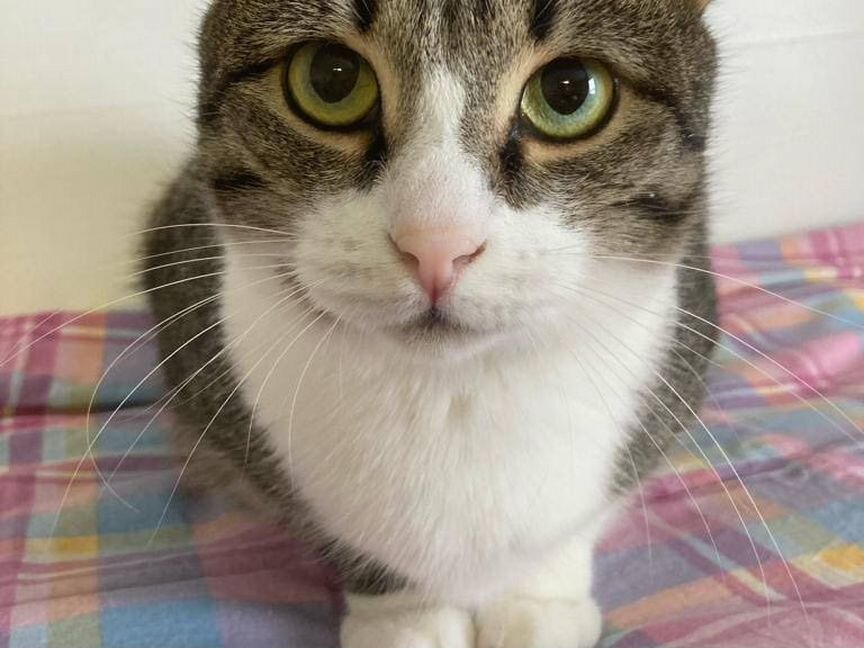 Кот Виталий бесплатно из приюта