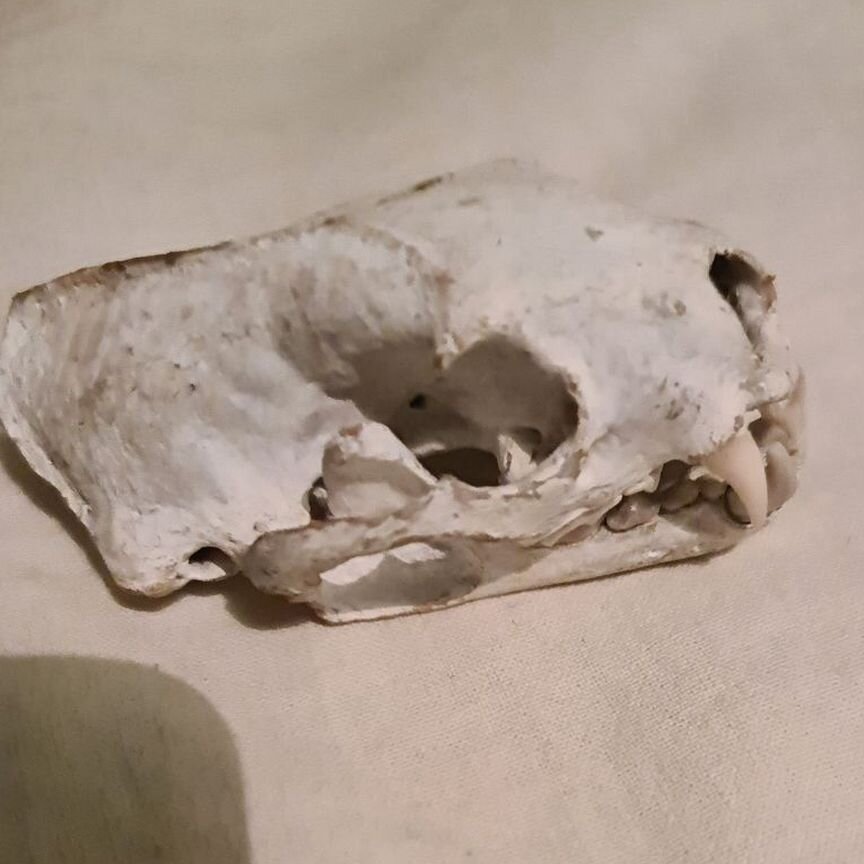 Череп для аквариума