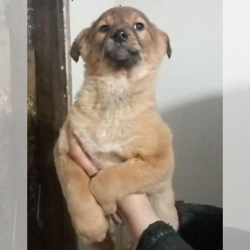 Щенок в добрые руки