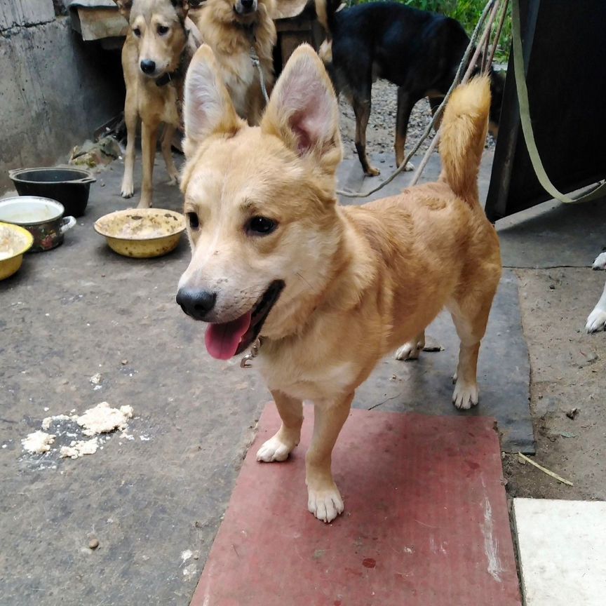 Отдам коротколапого песика Рыжика. Кастрирован