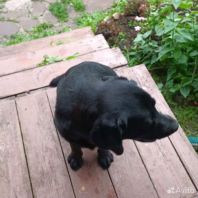 Найдена собака лабрадор