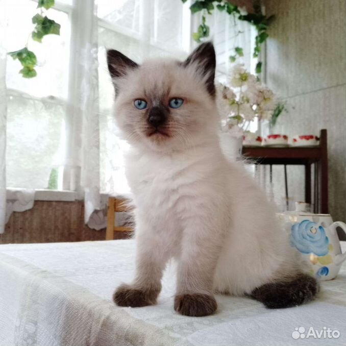 Невская маскарадная, клубные котята