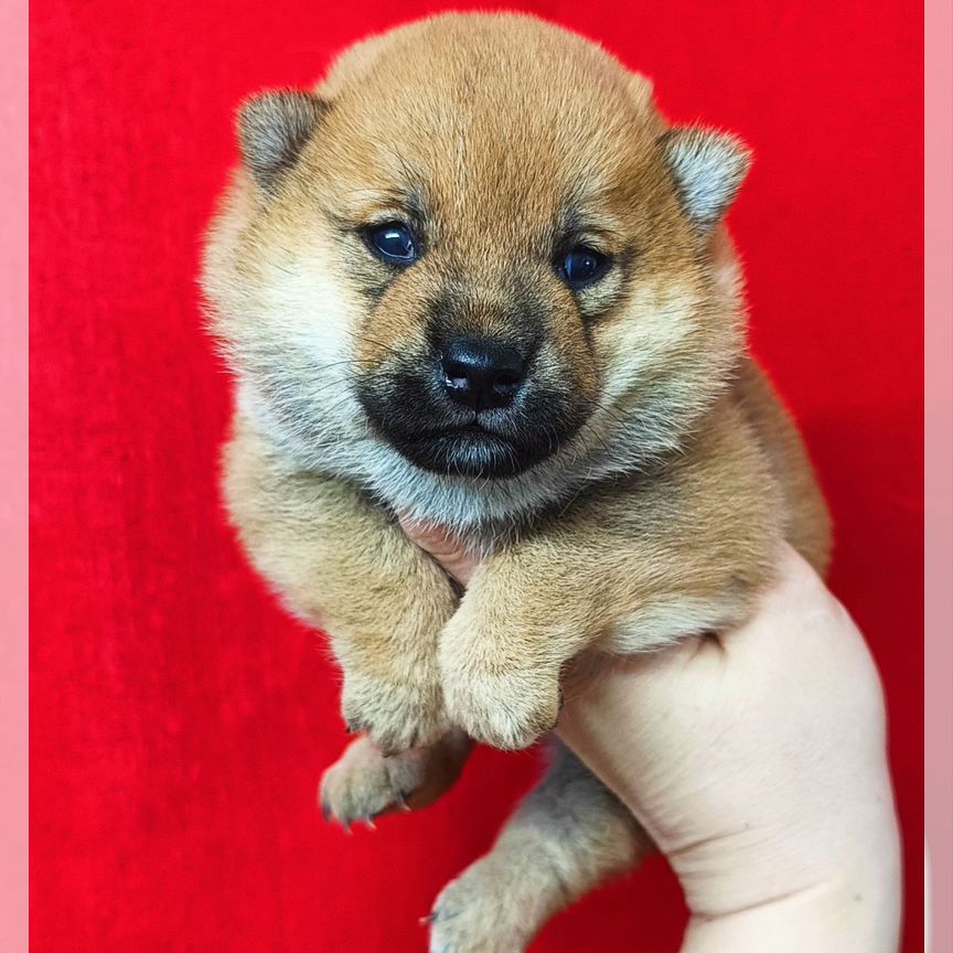 Сиба ину,Шиба ину мальчик на март