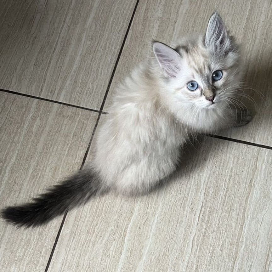 Котенок невская маскарадная