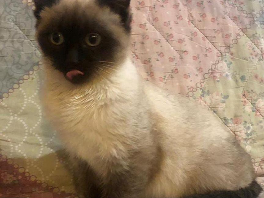 Сиамский мальчик от британской кошки