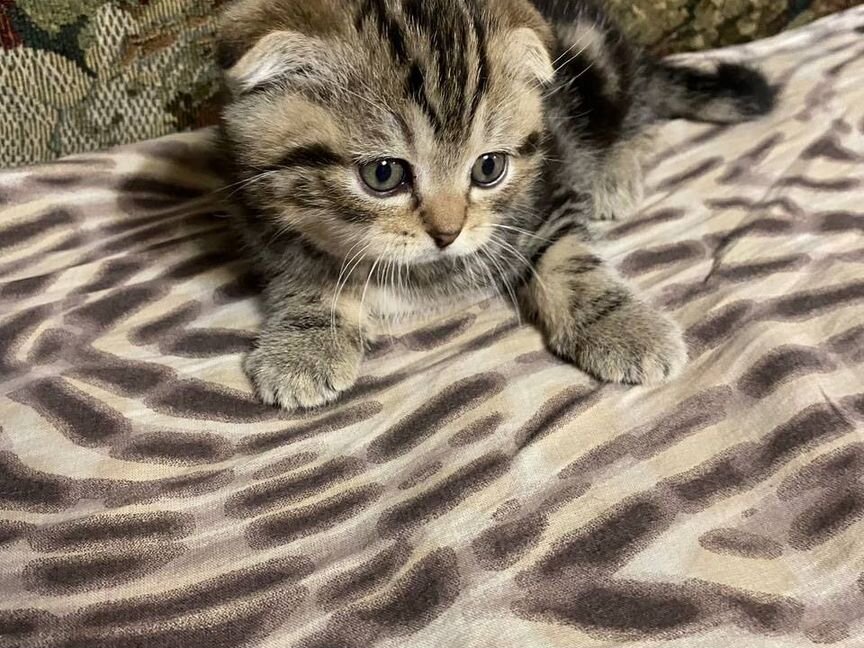 Шотландские котята