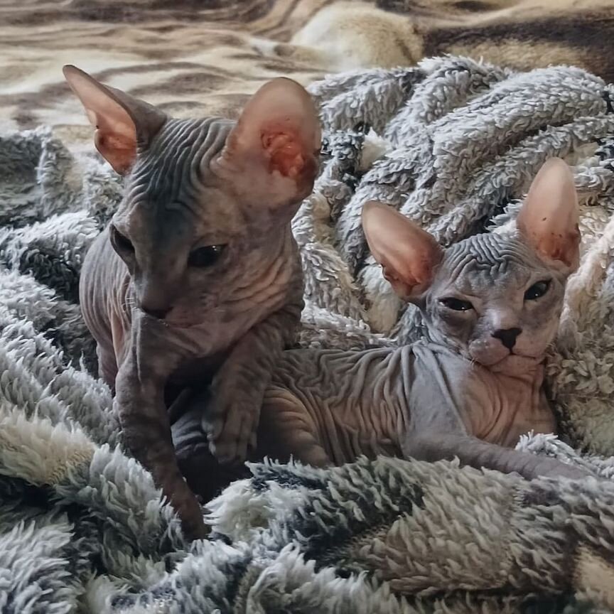 Канадский сфинкс котенок
