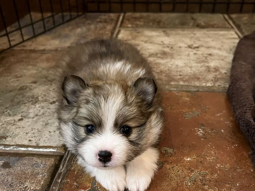 Щенки померанского шпица