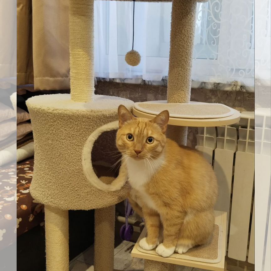 Домик для кота