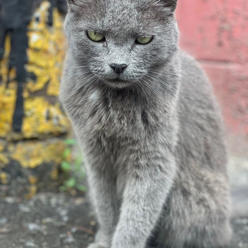 Русская голубая кошечка