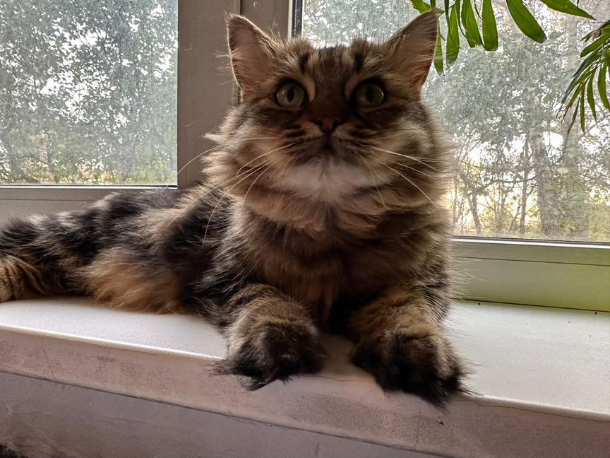 Кошки в добрые руки породистые