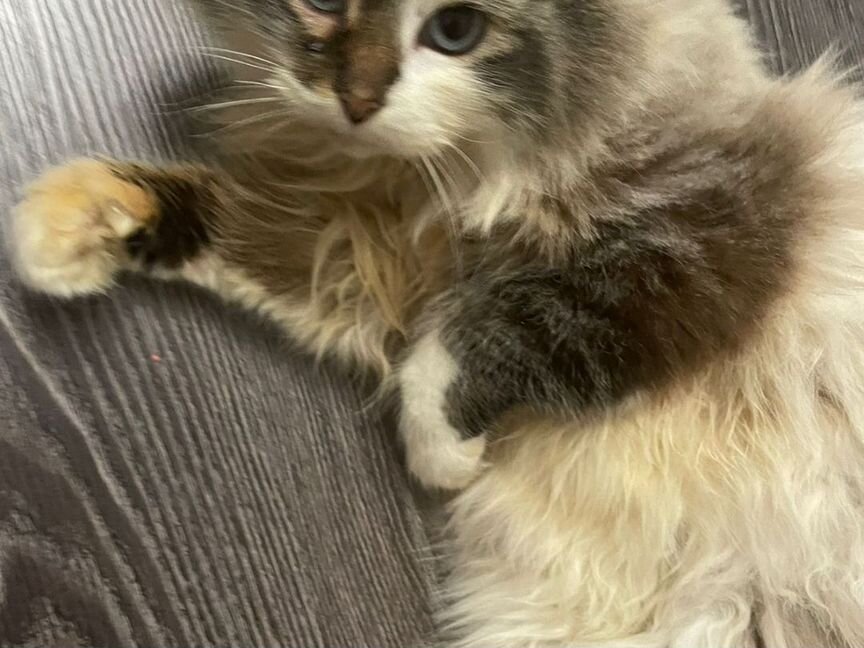 Сибирский кот